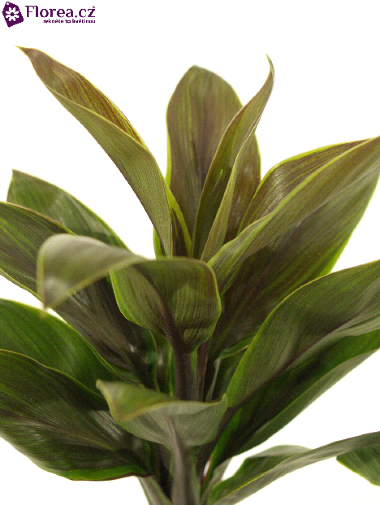 CORDYLINE COMPACTA GREEN 50cm