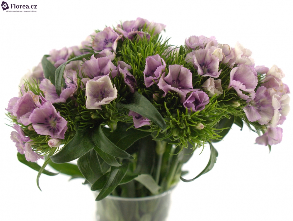 Karafiát BARBATUS AMAZON ROSE MAGIC 50cm