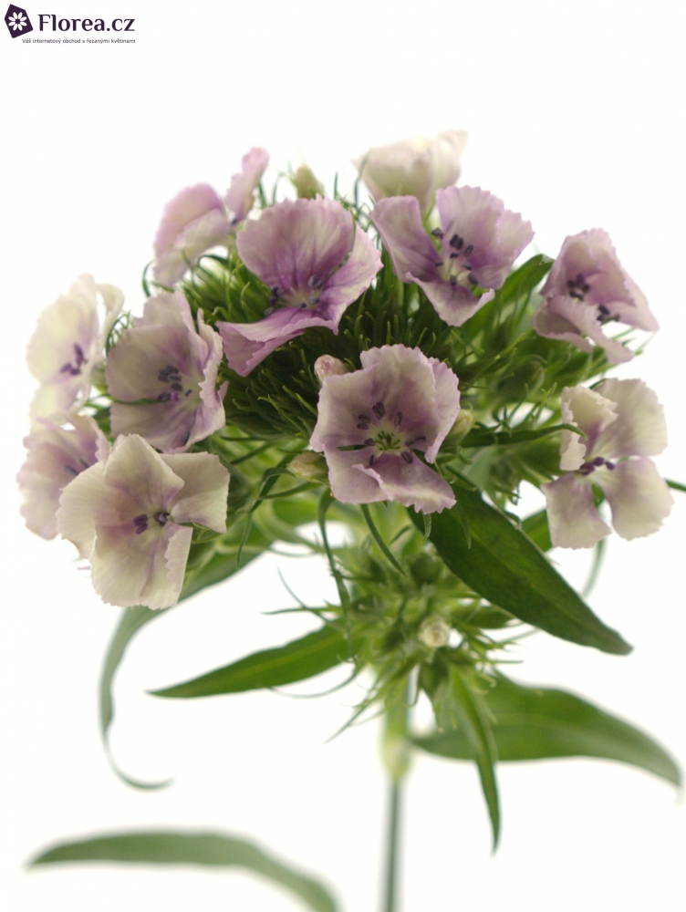 Karafiát BARBATUS AMAZON ROSE MAGIC 60cm