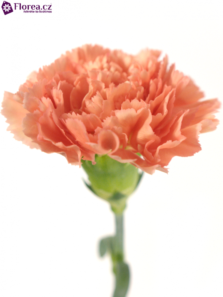 Karafiát ST MEGAN 60cm