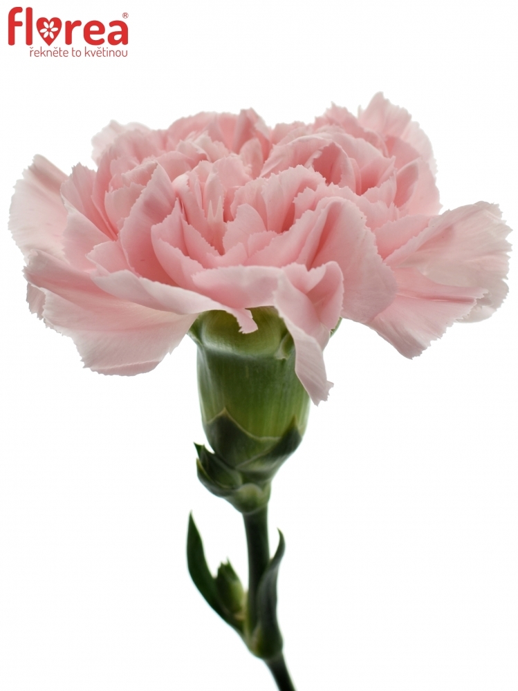 Karafiát ST PINK MONTEZUMA 55cm