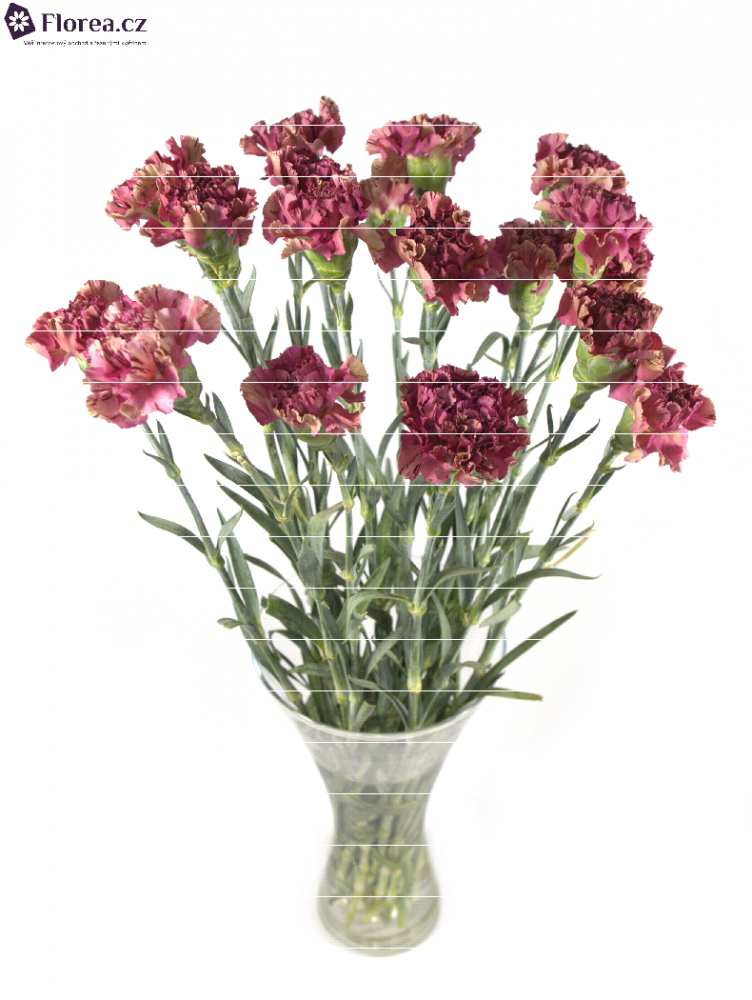 Karafiát ST VIPER WINE 55cm