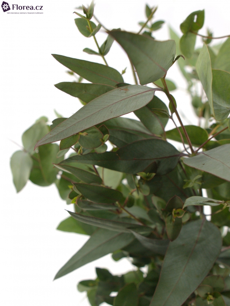 Eucalyptus mix 200g