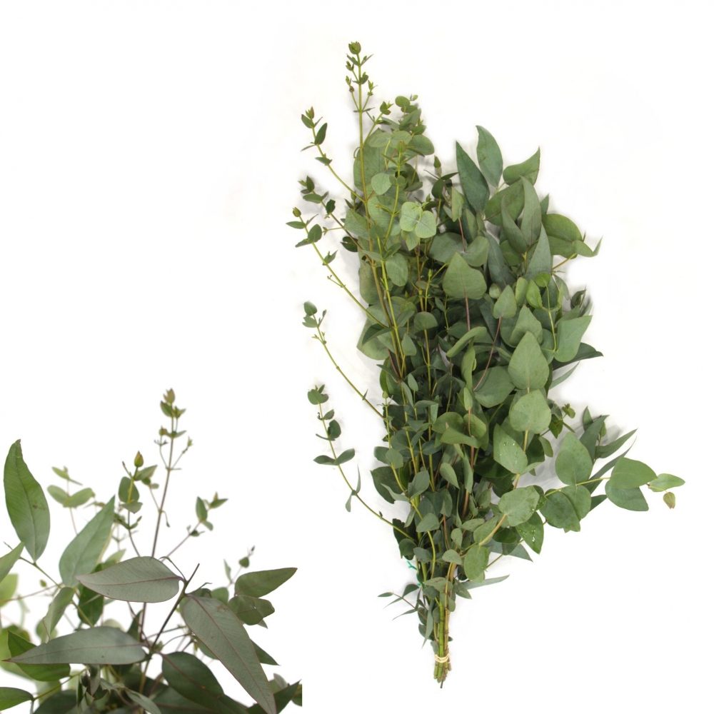 Eucalyptus mix 200g