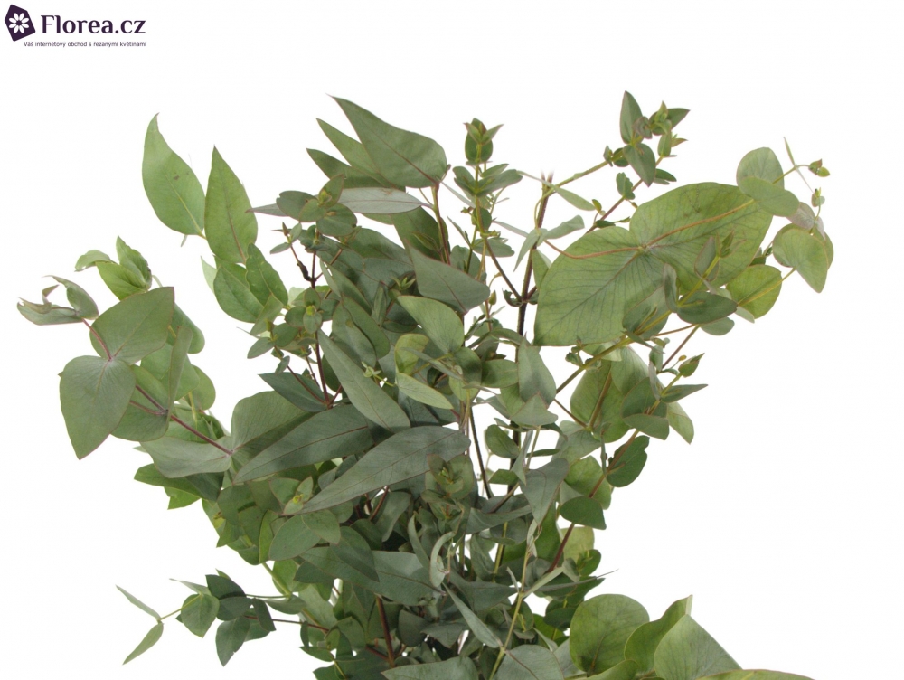 Eucalyptus mix 200g
