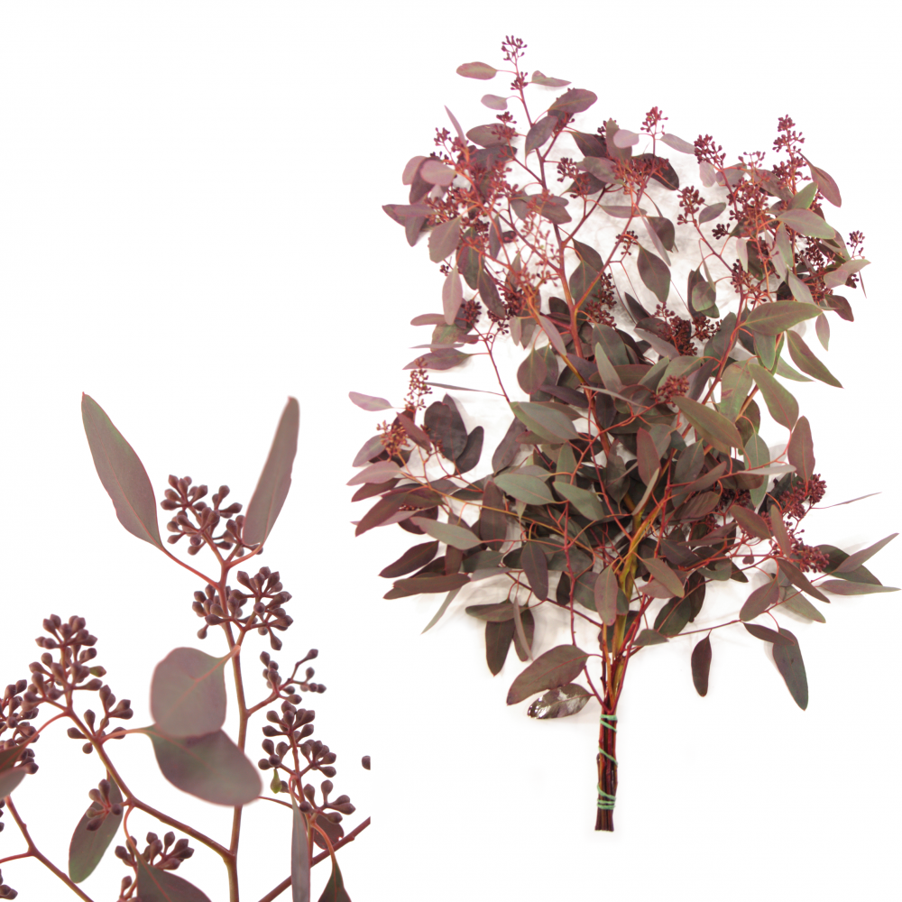 EUCALYPTUS POPULUS BERRIES RED 150g