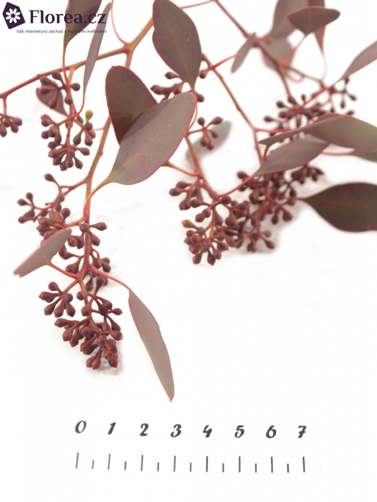 EUCALYPTUS POPULUS BERRIES RED 150g
