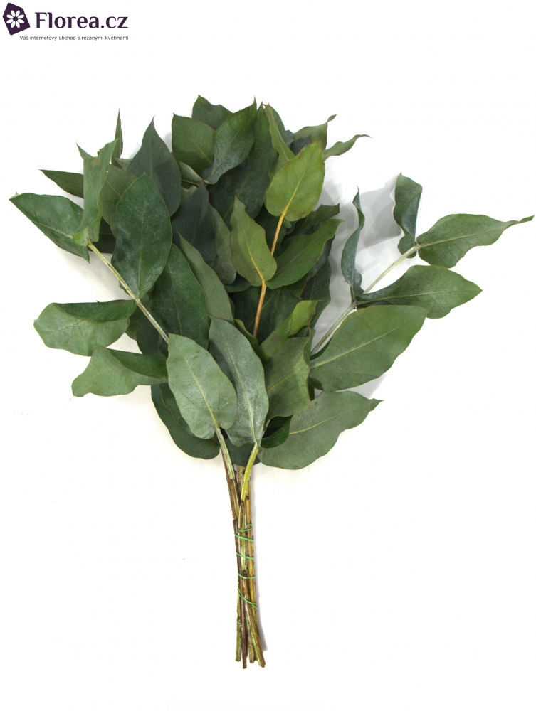 EUCALYPTUS ROBUSTA 200g