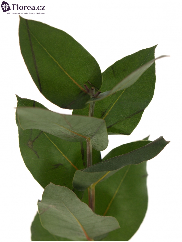 EUCALYPTUS ROBUSTA 200g