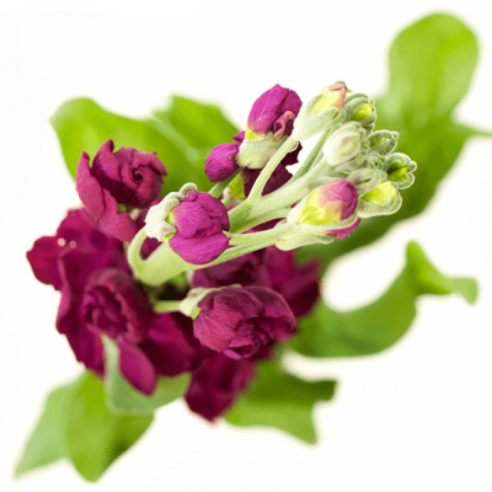 Fiala INCANA CARMEN PURPLE 50cm