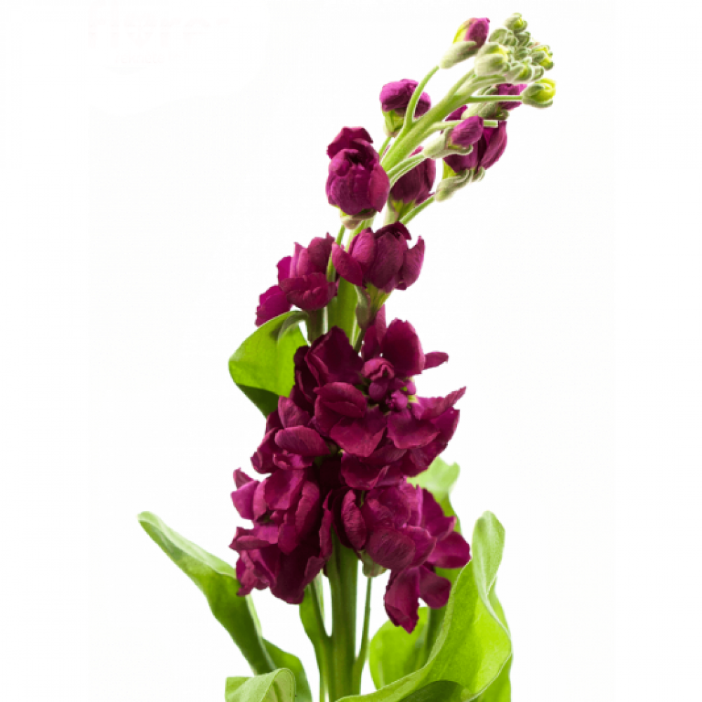 Fiala INCANA CARMEN PURPLE 50cm