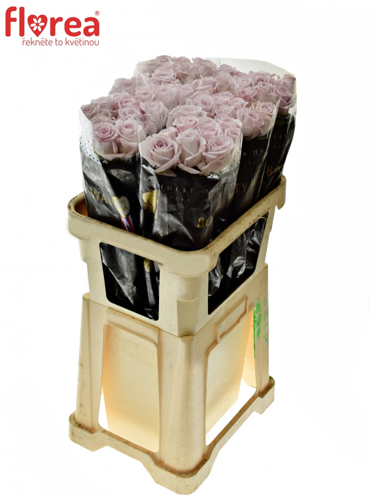 Fialová růže BOUNTY WAY 80cm (XXL)