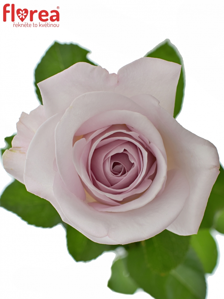 Fialová růže BOUNTY WAY 60cm (XL)