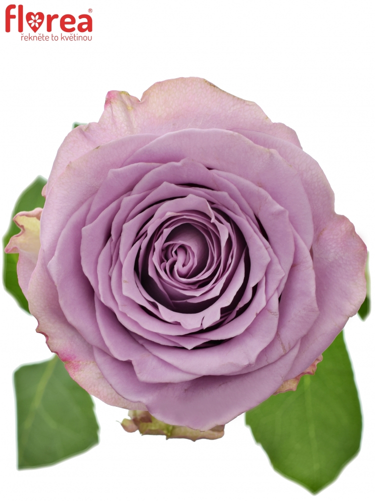 Fialová růže DANCING CLOUDS! 50cm (M)