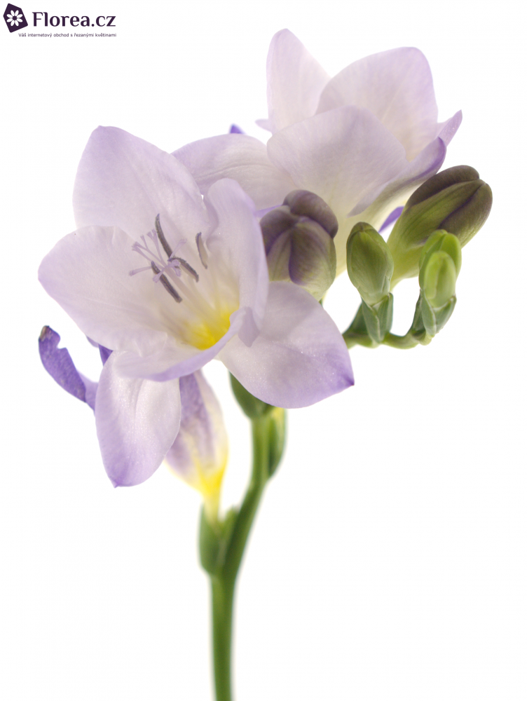 Frézie EN DELTA RIVER 50cm/18g