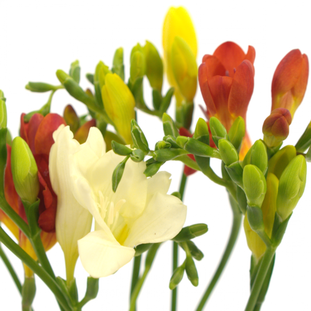 Frézie EN MIX 50cm/17g