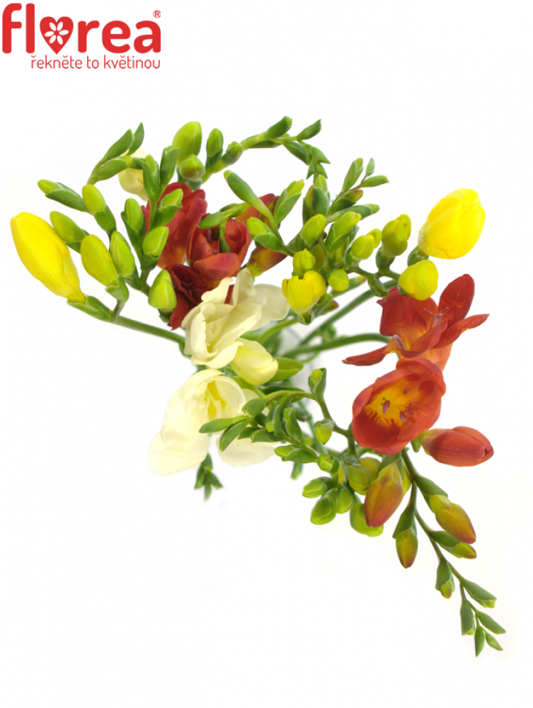 Frézie EN MIX 50cm/17g