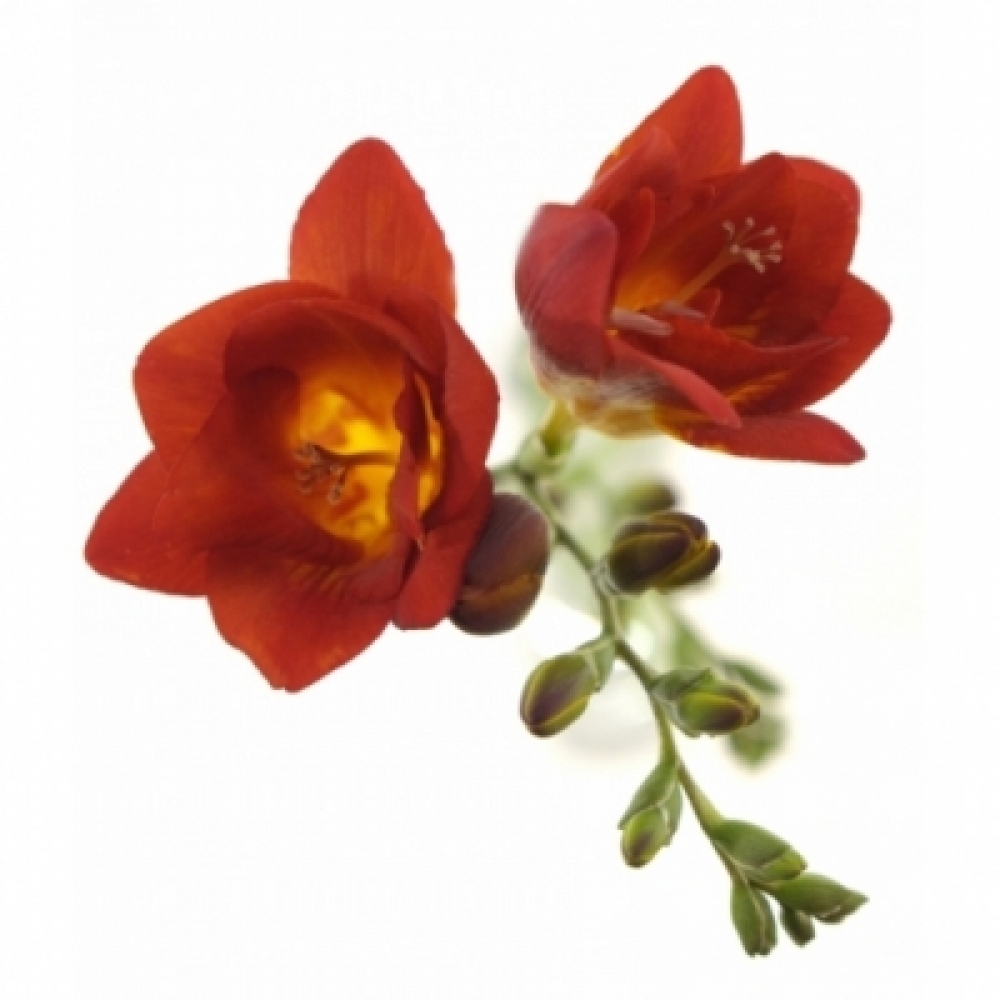 Frézie DU FUEGO 50cm/18g