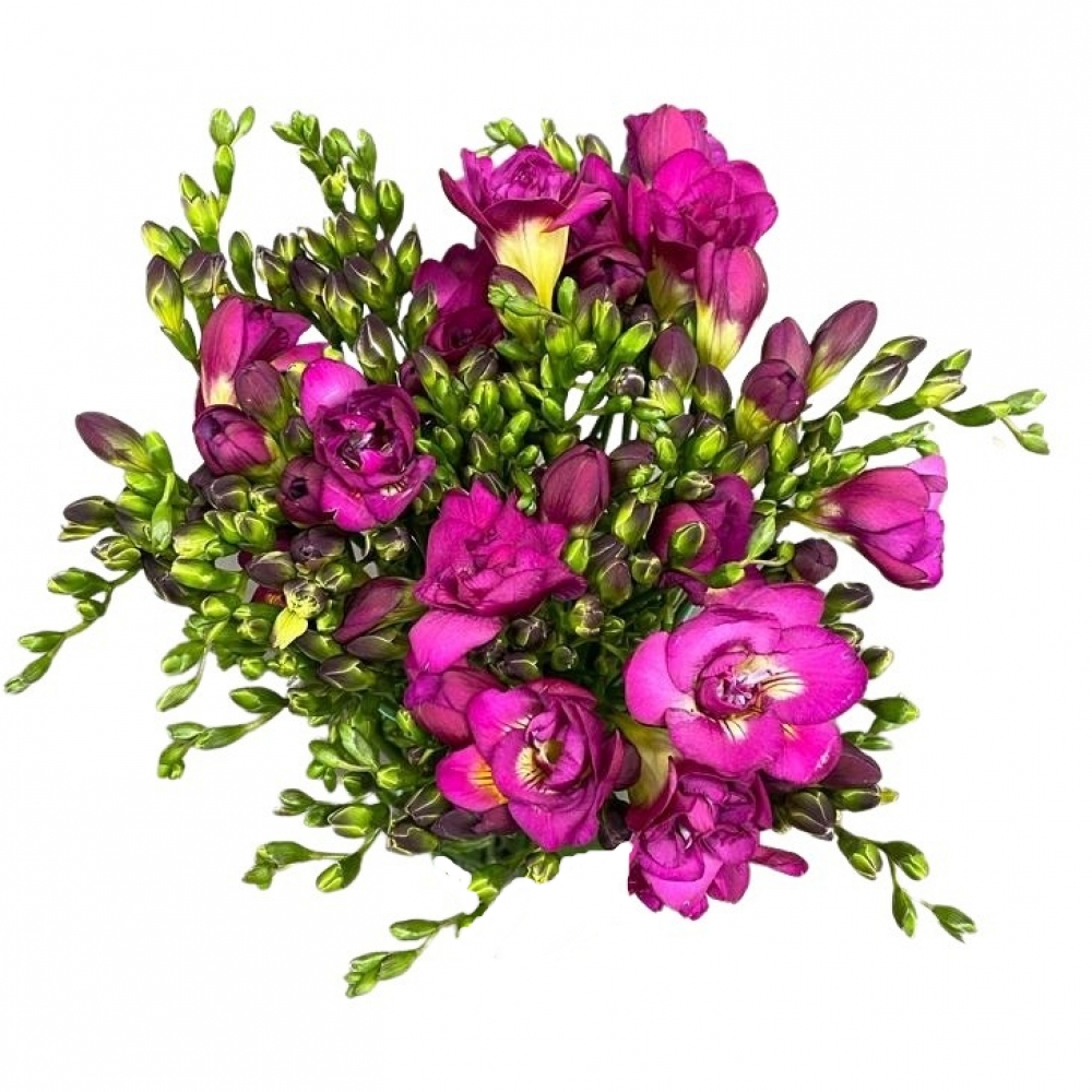 Frézie DU PURPLE KING 54cm/20g