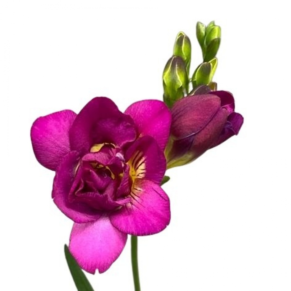 Frézie DU PURPLE KING 54cm/20g