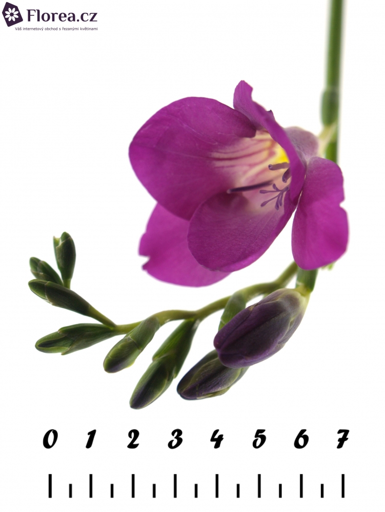 Frézie EN PINK PASSION 52cm/17g