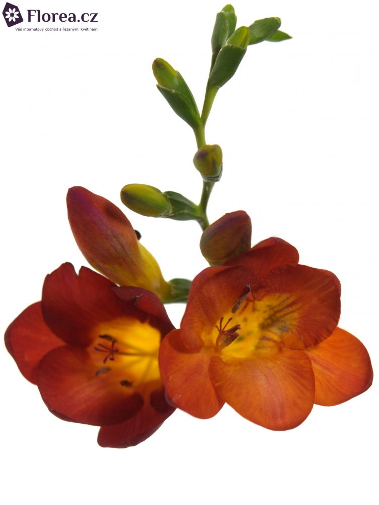 Frézie EN RED PASSION 52cm/18g