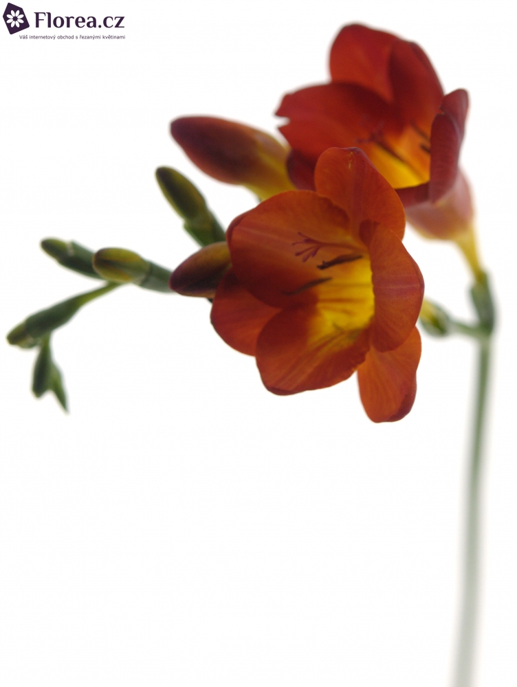 Frézie EN RED PASSION 54cm/18g