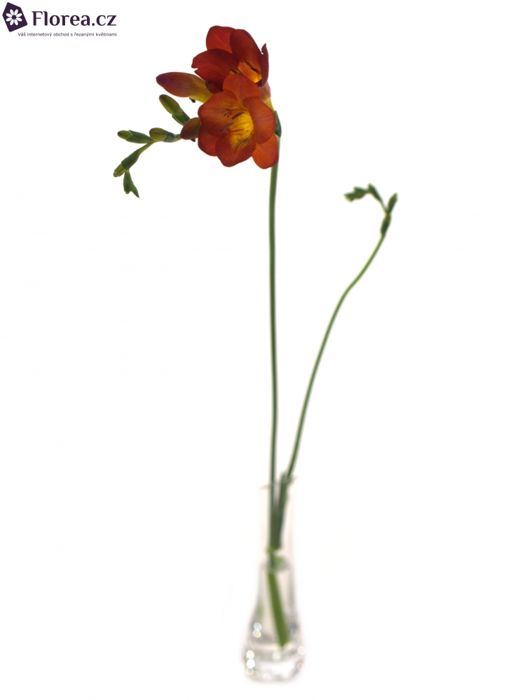 Frézie EN RED PASSION 52cm/20g