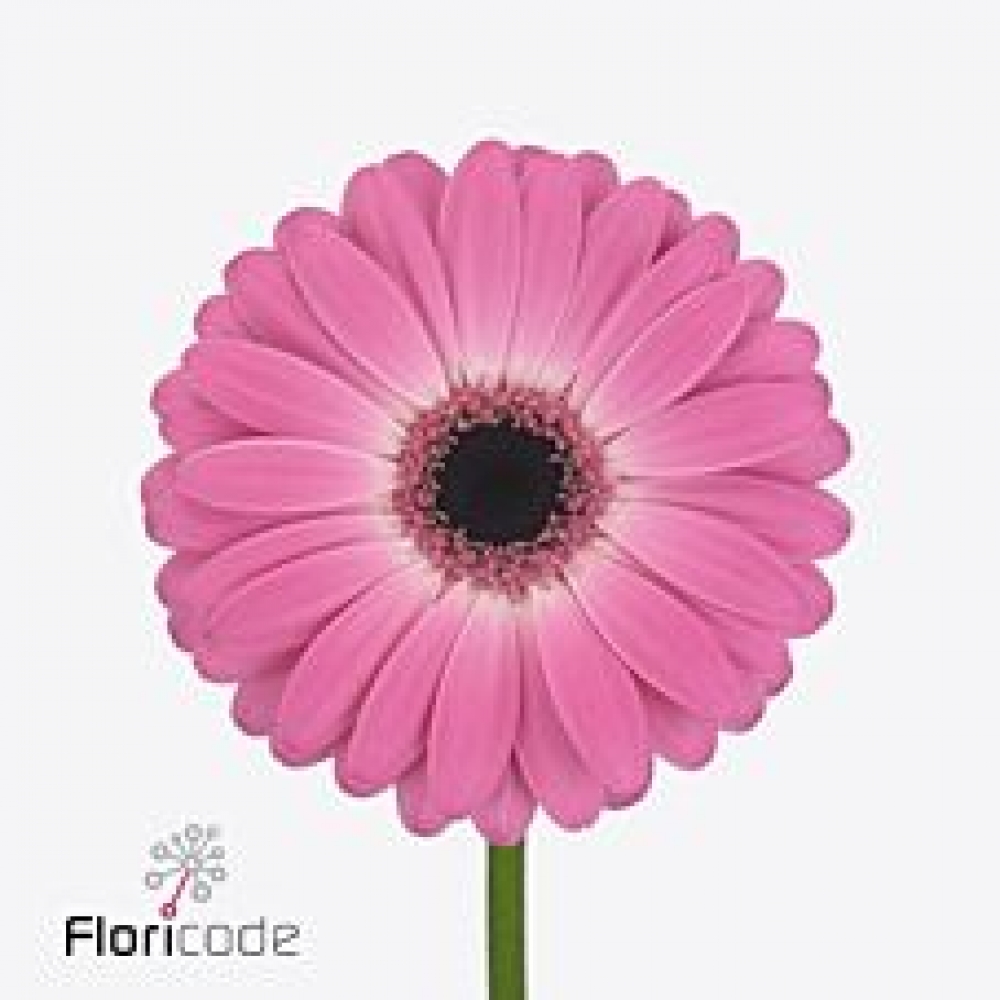 Gerbera GR KASHMIR 10cm