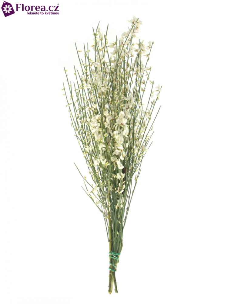 Genista WHITE 50cm