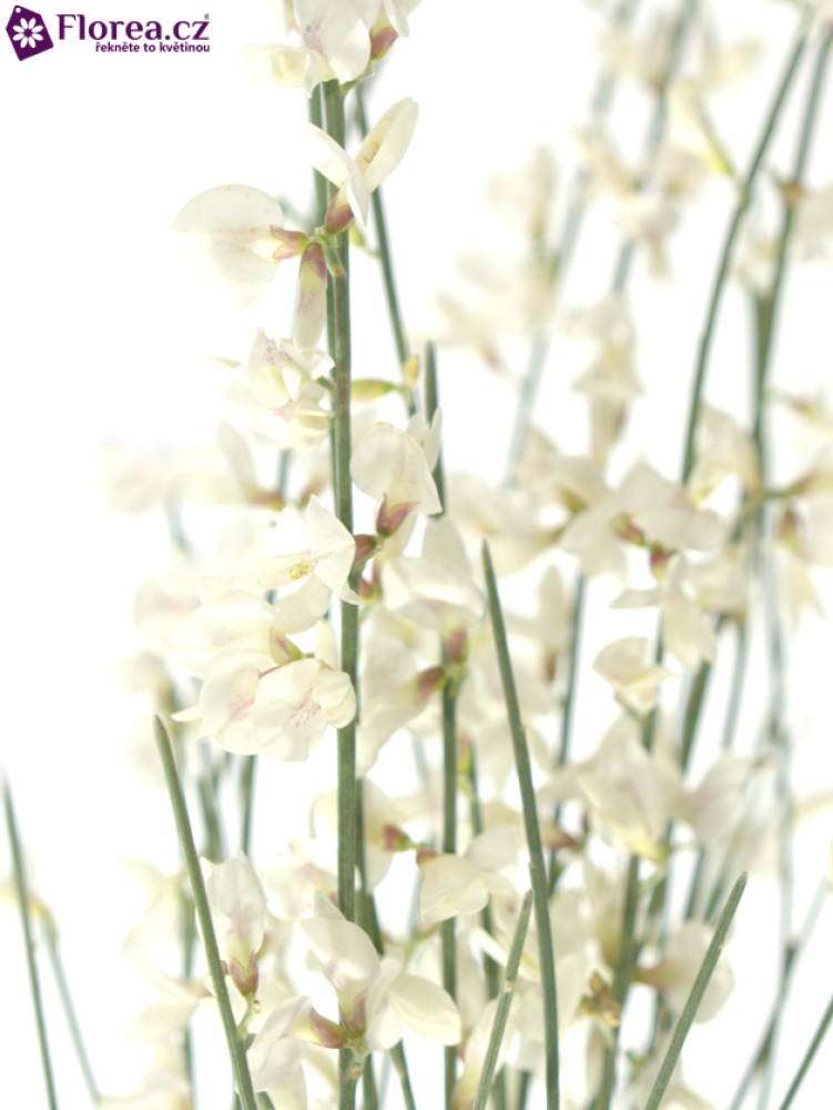 Genista WHITE 50cm