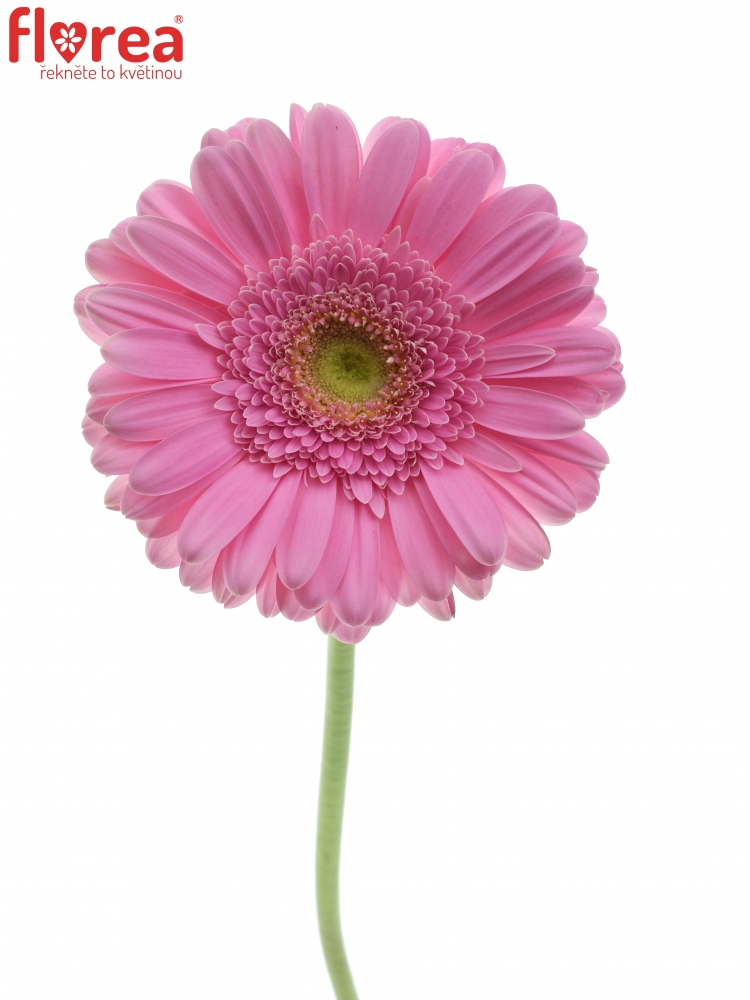 Gerbera GR GLOSSY 10cm