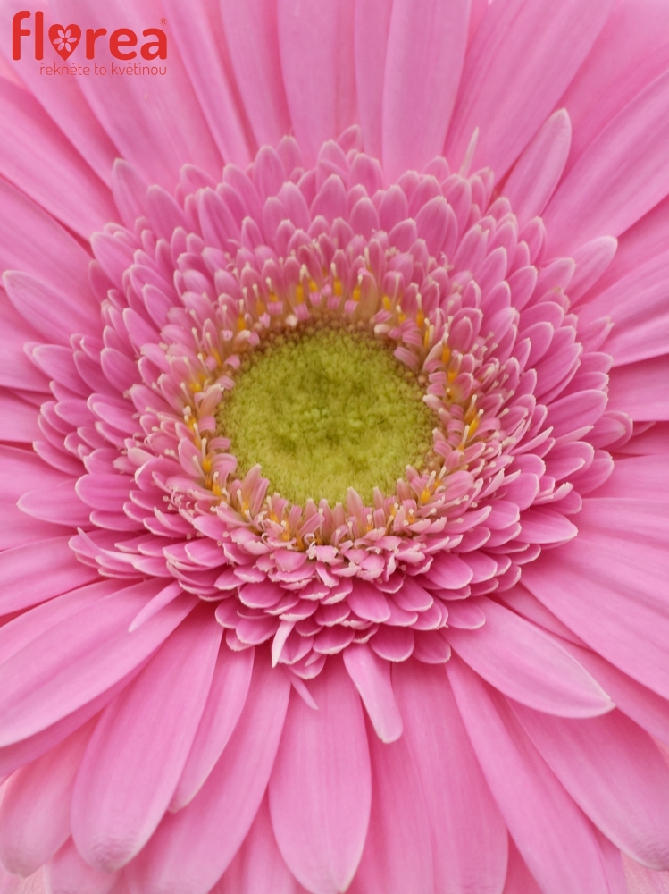 Gerbera GR GLOSSY 10cm