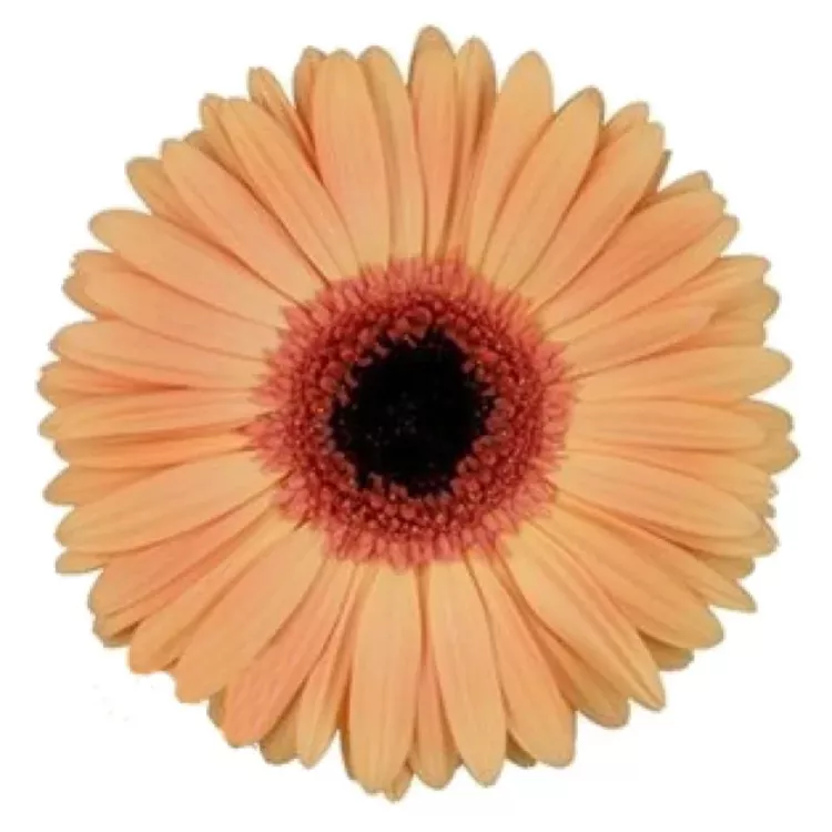 Gerbera GR ALMA 10cm