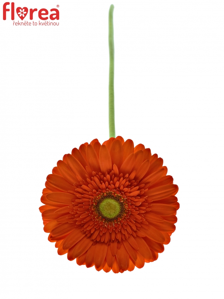 Gerbera GR ATLANTA 10cm