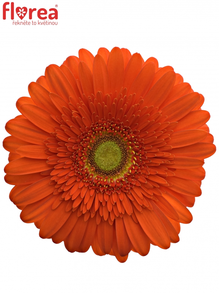 Gerbera GR ATLANTA 10cm