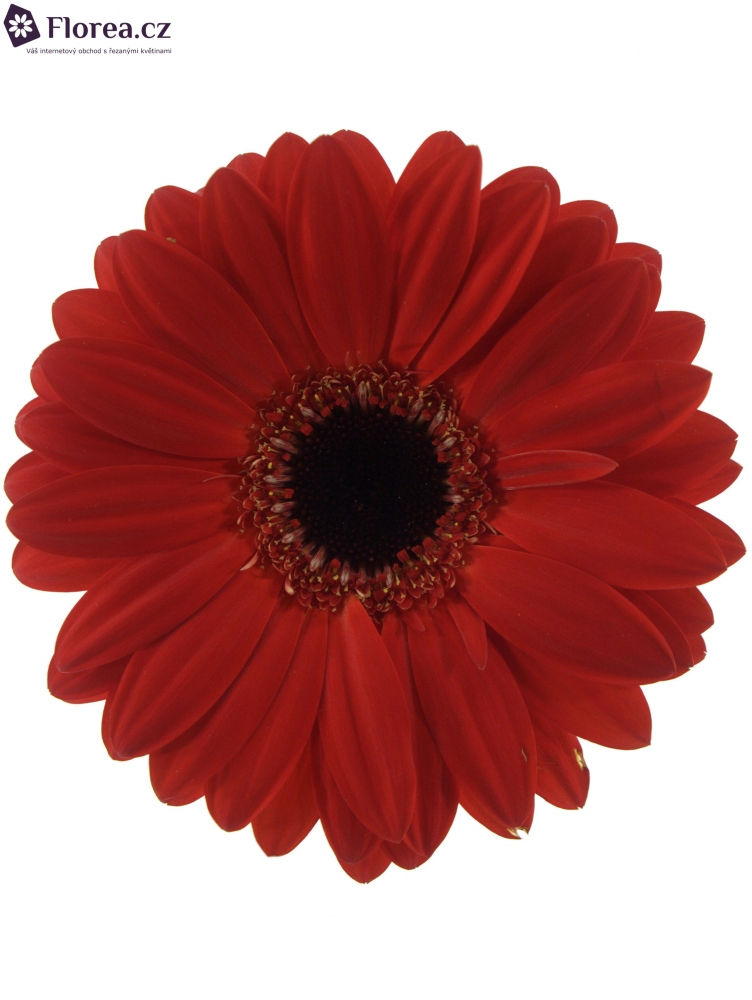 Gerbera GR BLINDDATE 10cm