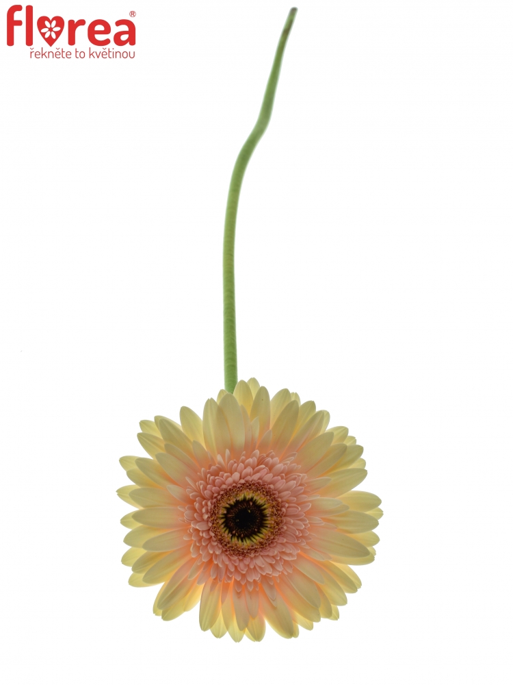 GERBERA GR CAFE DEL MAR 10cm