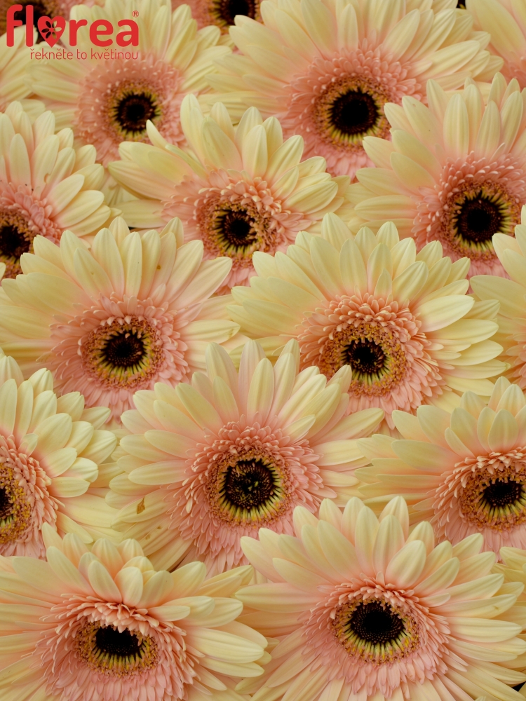 GERBERA GR CAFE DEL MAR 10cm