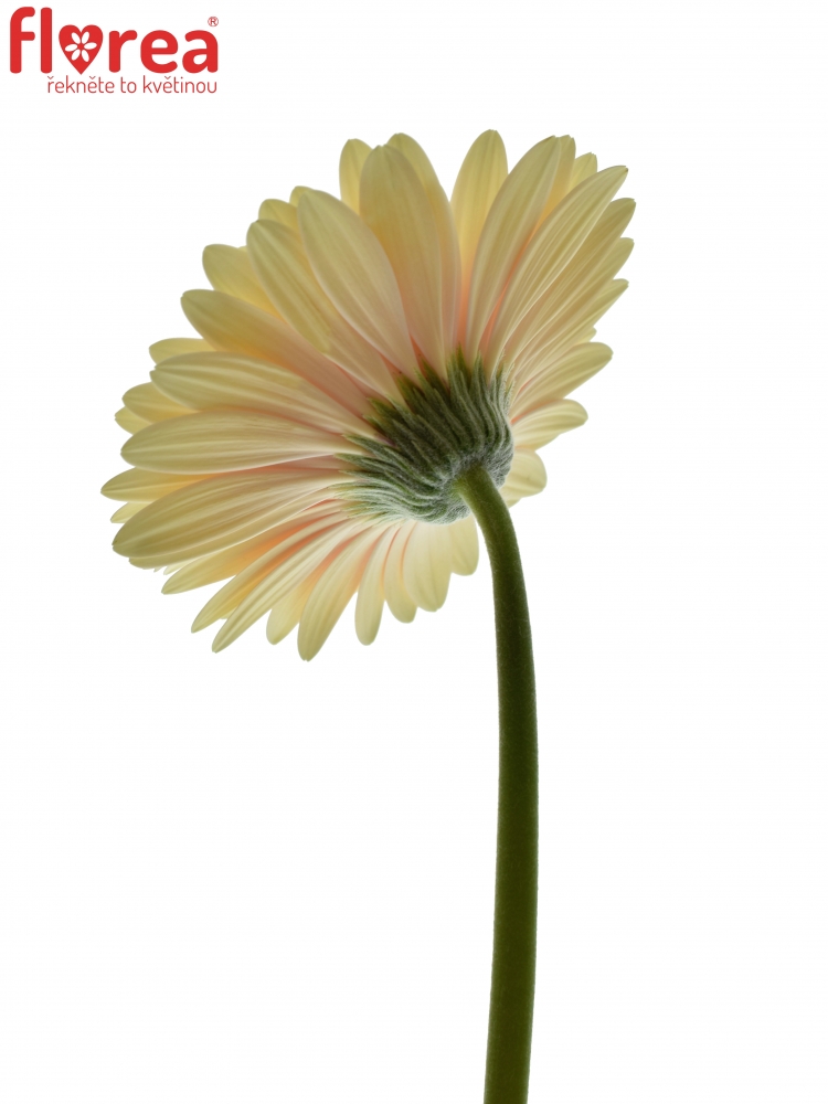 GERBERA GR CAFE DEL MAR 10cm