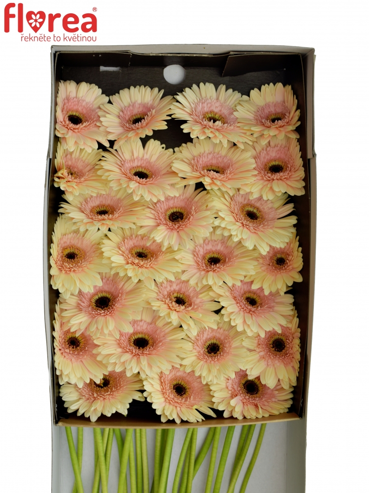 Gerbera GR CAFE DEL MAR 10cm