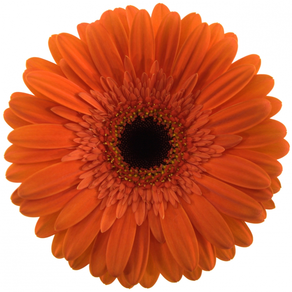 Gerbera GR CANDELA 10cm