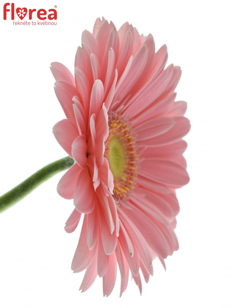 Gerbera GR CANDY GIRL 10cm