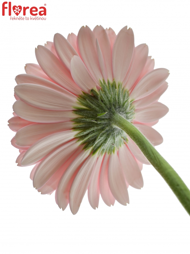 Gerbera GR CANDY GIRL 10cm