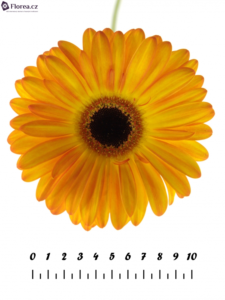 Gerbera GR CATWALK 10cm