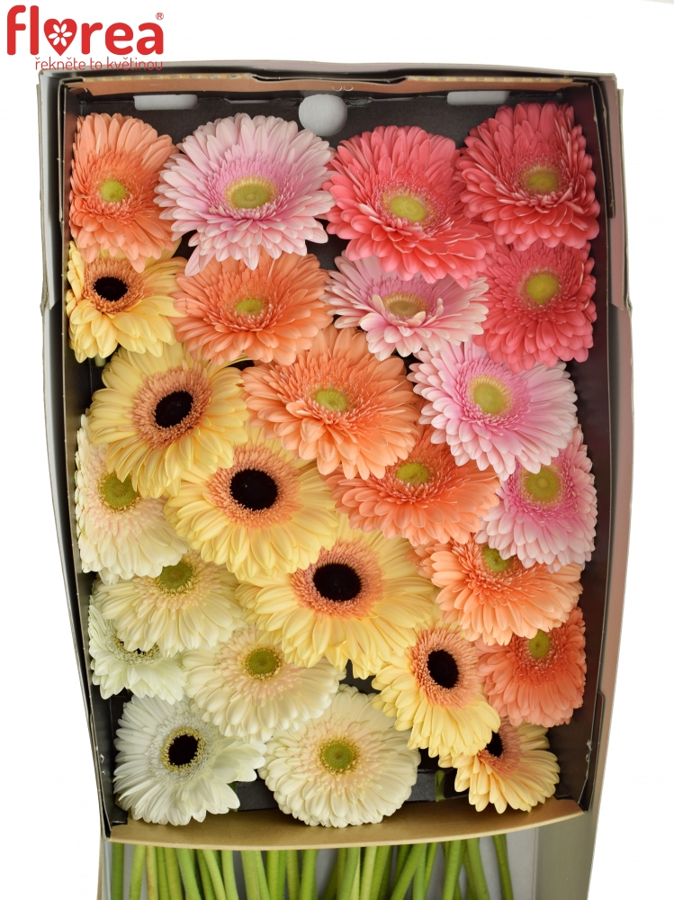 Gerbera GR DIAGONAAL GEM PASTEL 10cm