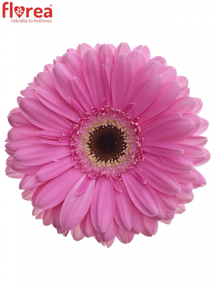 Gerbera GR DREAMER 10cm