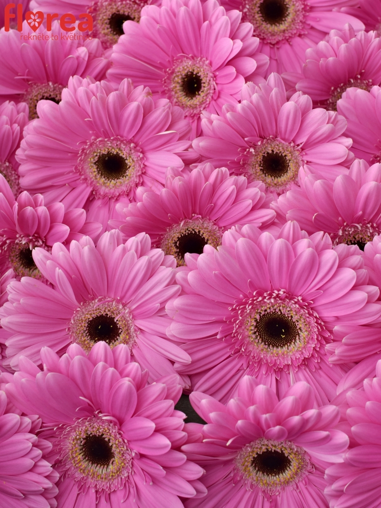 Gerbera GR DREAMER 10cm