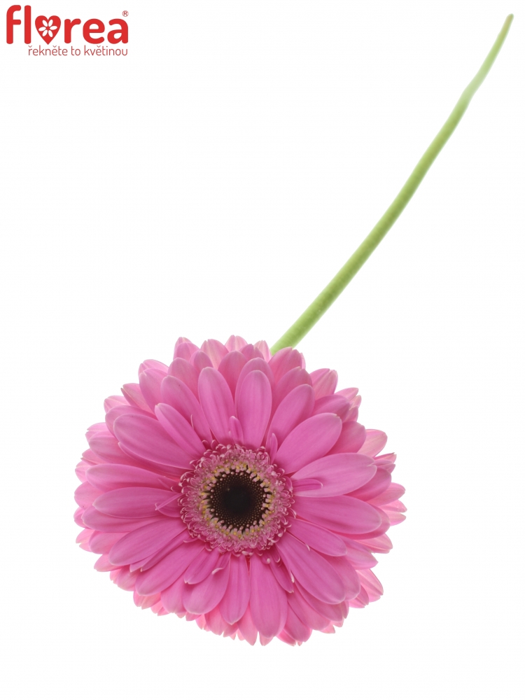 Gerbera GR DREAMER 10cm