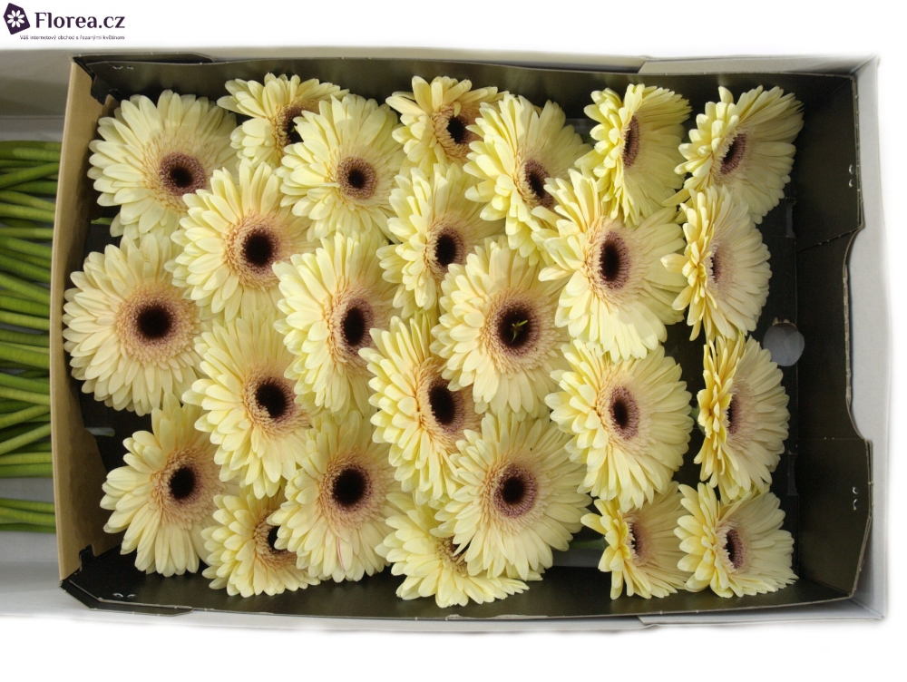 Gerbera GR ECLAIR 10cm
